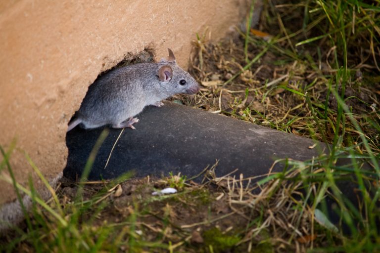 Do Mice Bite? Risks, Prevention & Solutions Explained