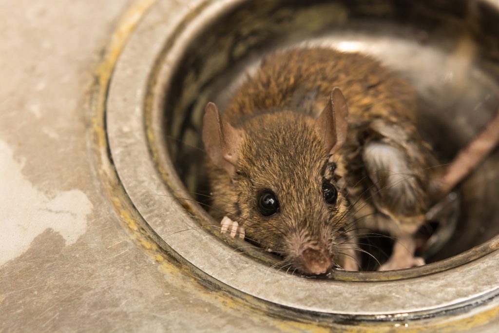 Do Mice Carry Rabies? Natural Ways to Get Rid of Mice Safely