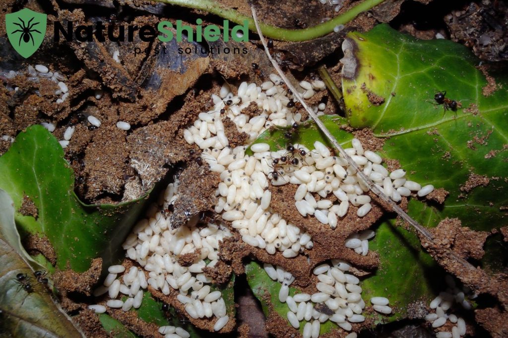 How to Identify Ant Eggs