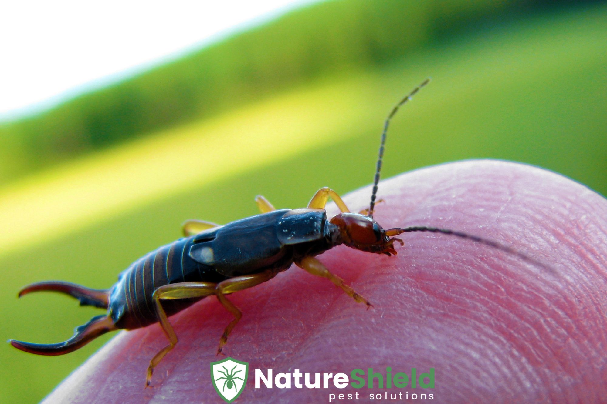 Are Earwigs Dangerous?