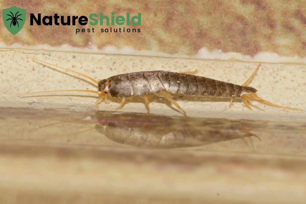 Do Silverfish Bite? What You Need to Know