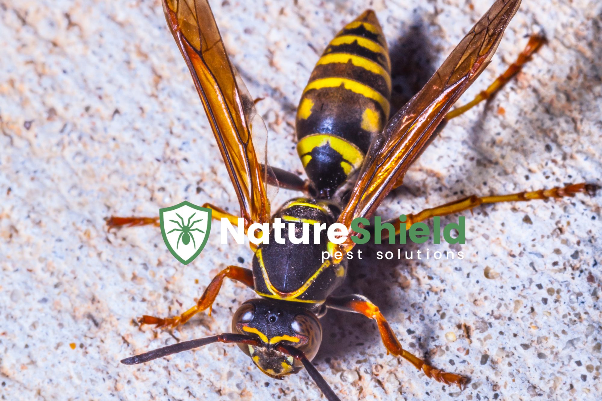 The Best Wasp Repellent: Effective Ways to Keep Wasps Away