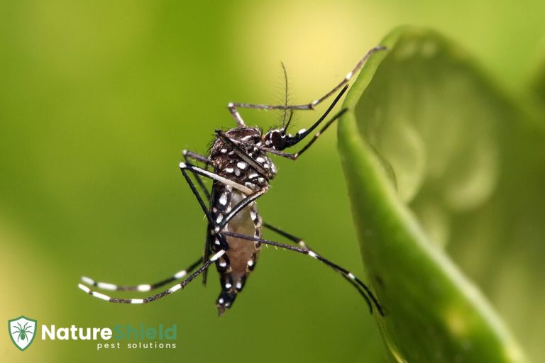 Mosquito Archives | Nature Shield Pest Solution