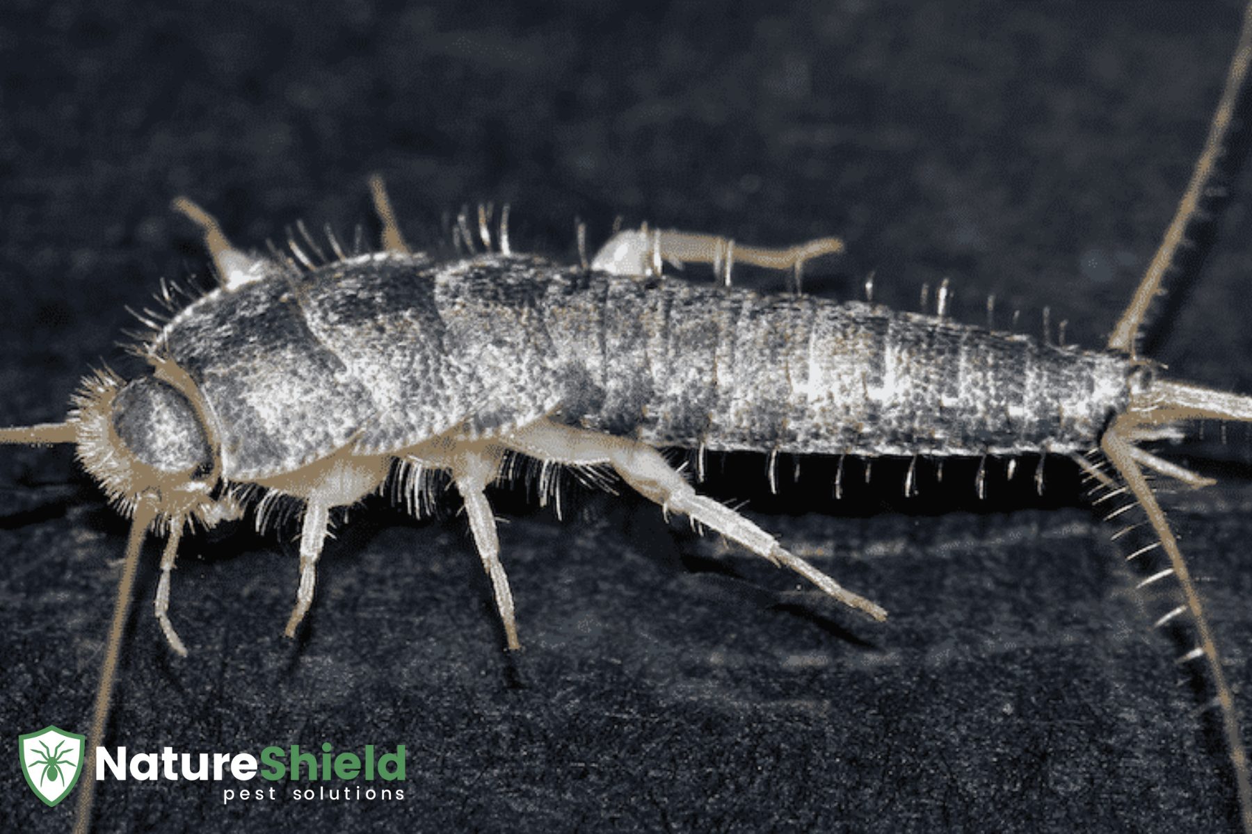 Do Silverfish Bite? What You Need to Know