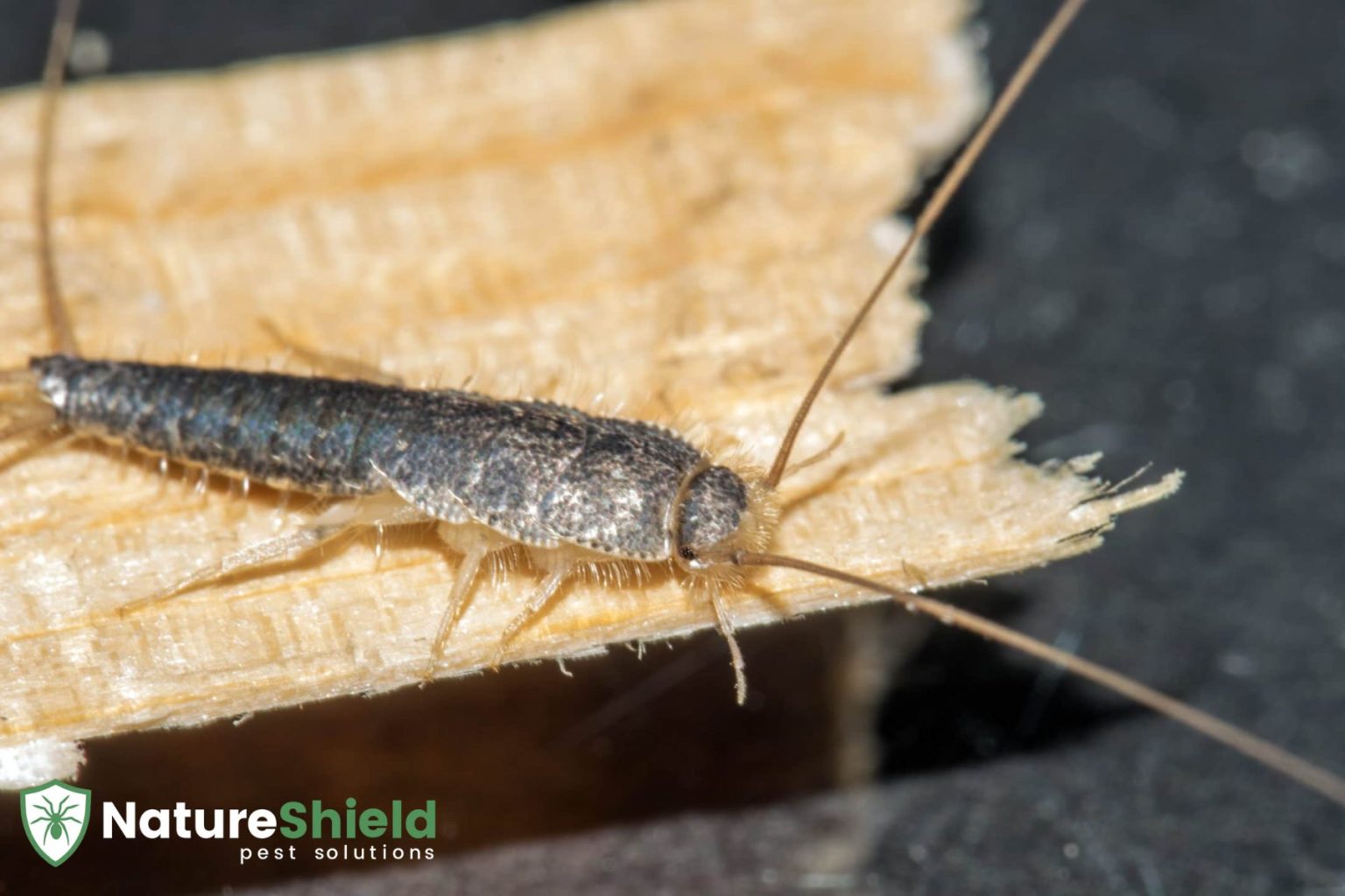 What are the best silverfish traps