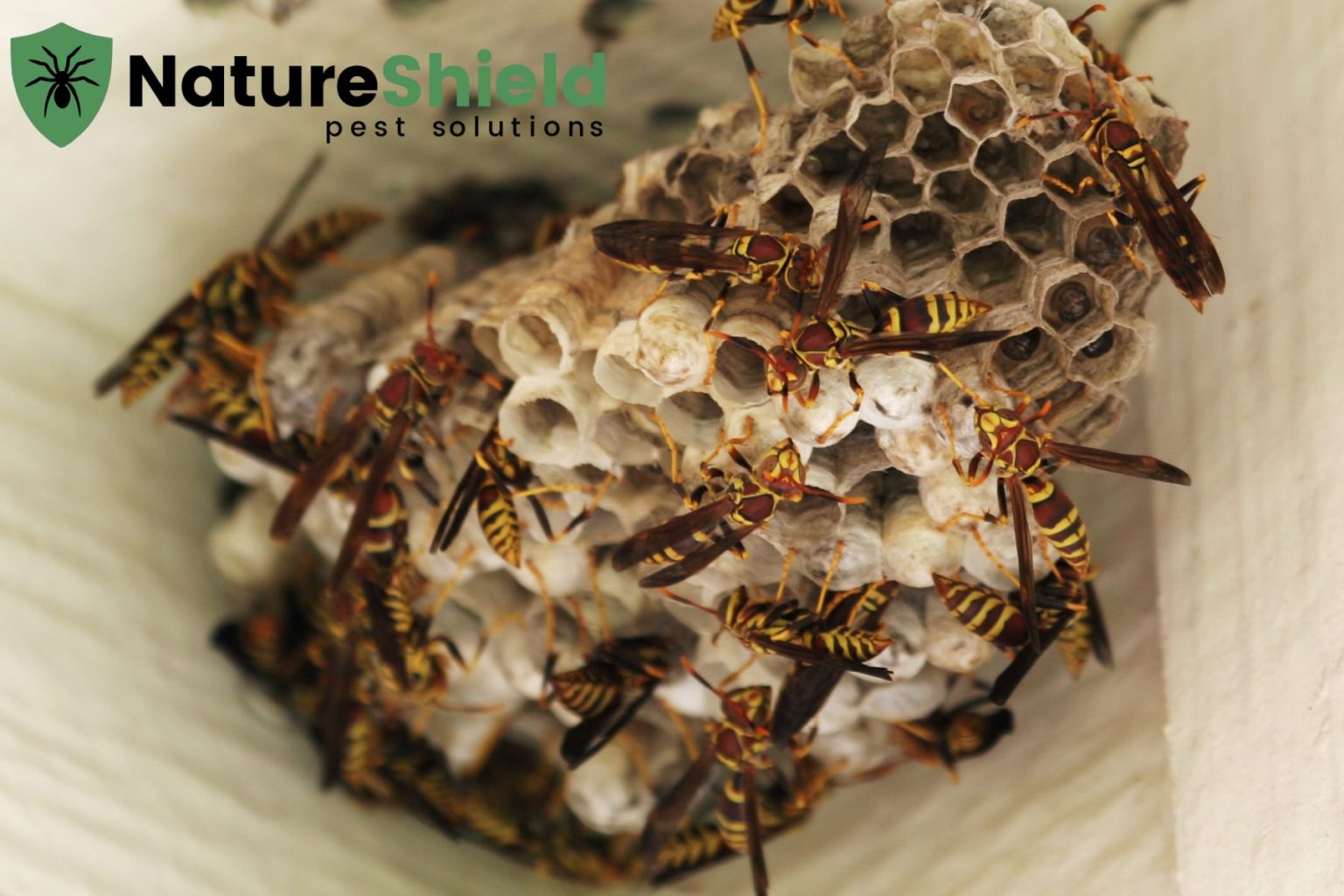 Keep Wasps Away: Top Tips for a Sting-Free Season