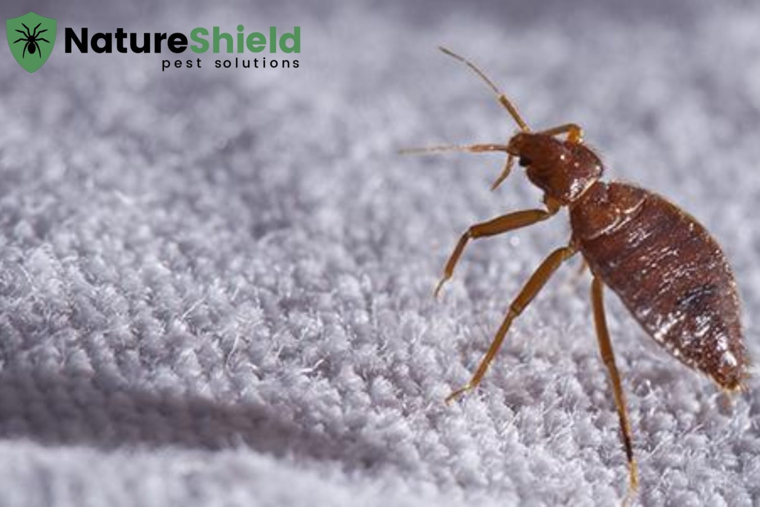 How to Get Rid of Tiny Red Bugs in Your Garden and Home