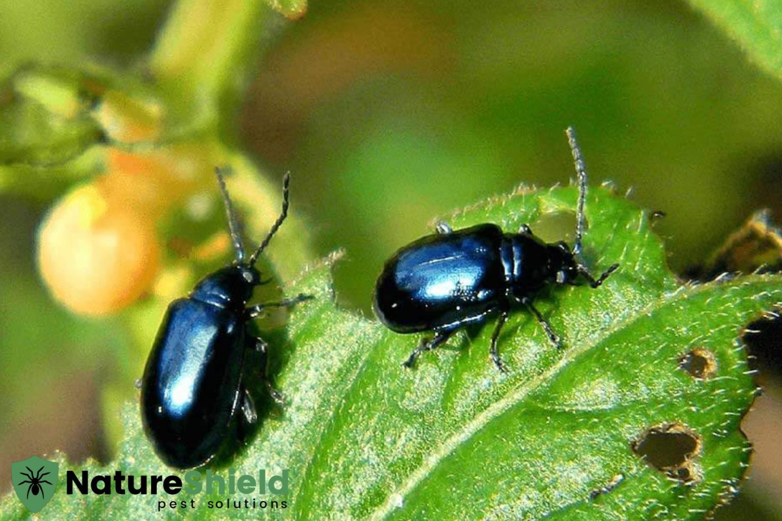 Tiny Black Bugs at Home: Identify & Eliminate Them