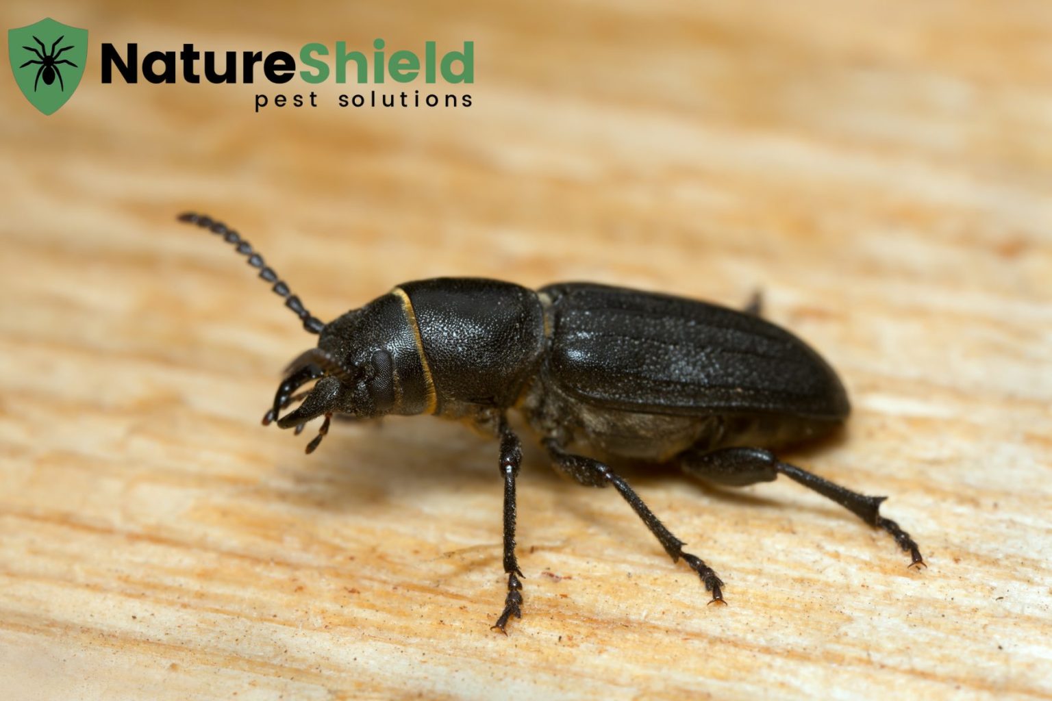 Tiny Black Bugs in House What They Are