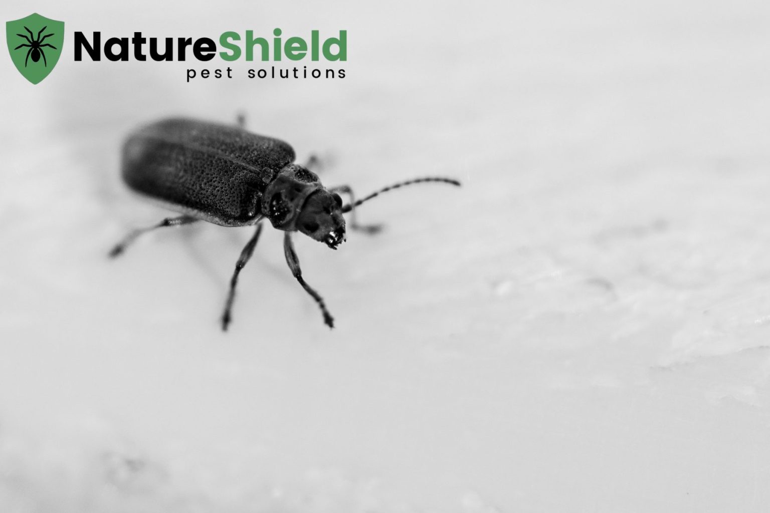 Tiny Black Bugs in Your Home? Here's How to Stop Them