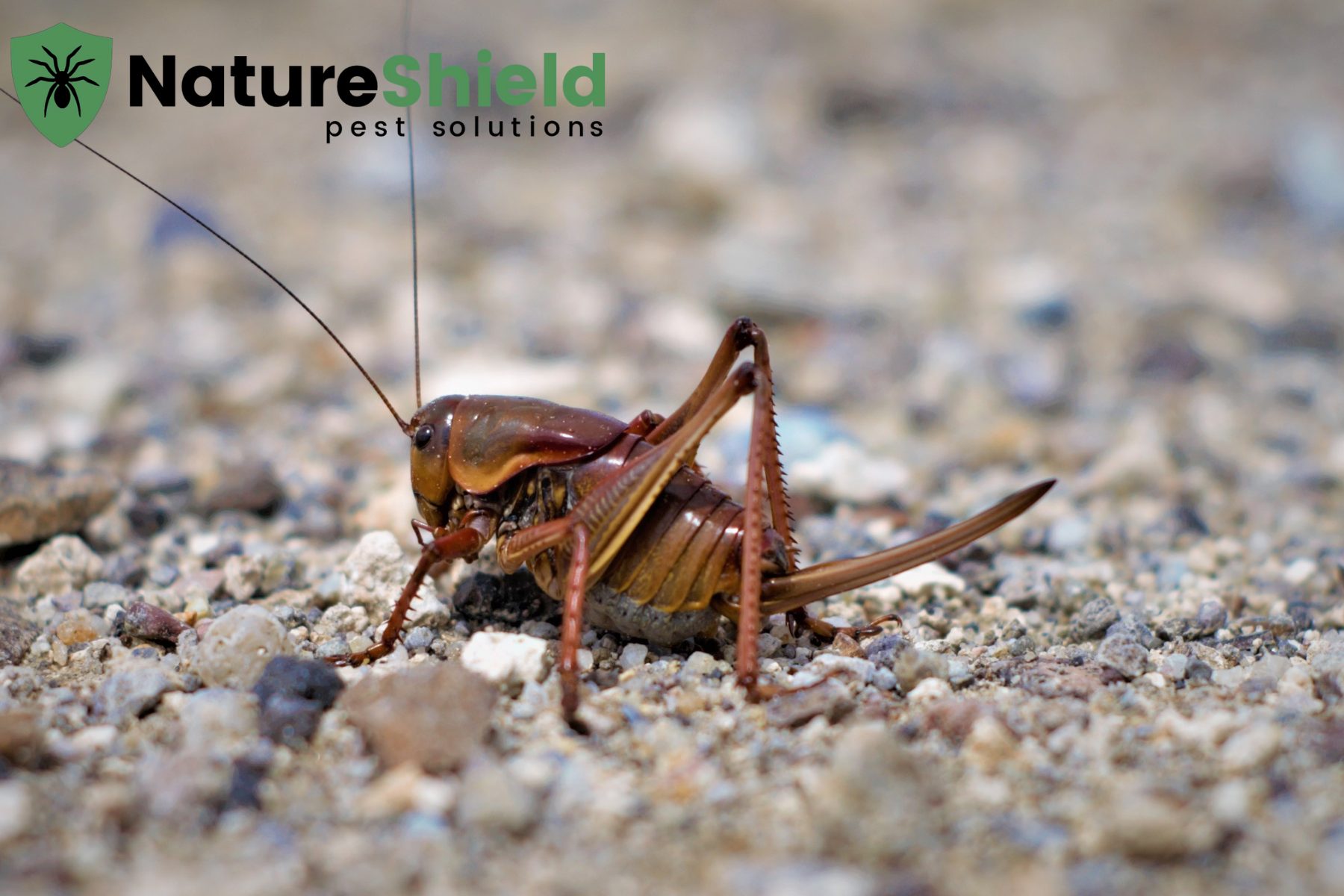 How to Get Rid of Mormon Crickets: A Practical Guide