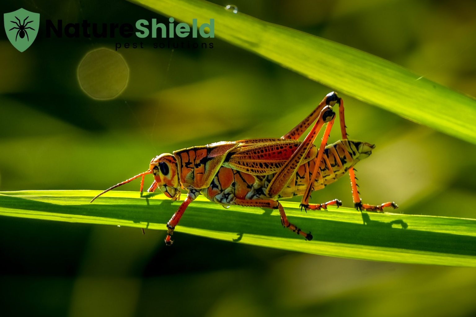 Can Crickets Fly? Facts You Need to Know