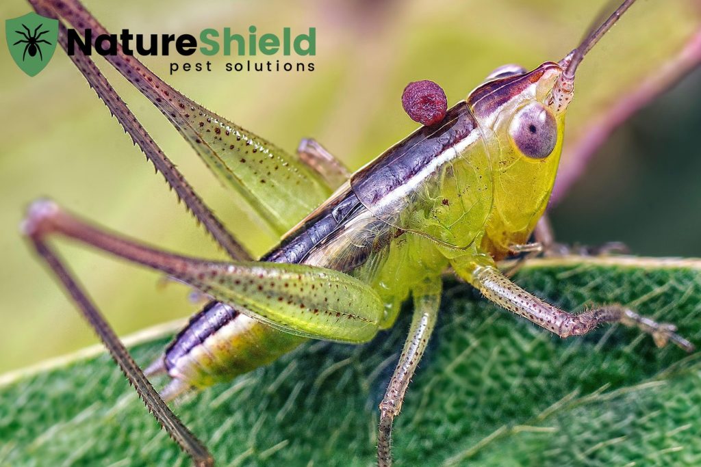 Can Crickets Fly? Facts You Need to Know