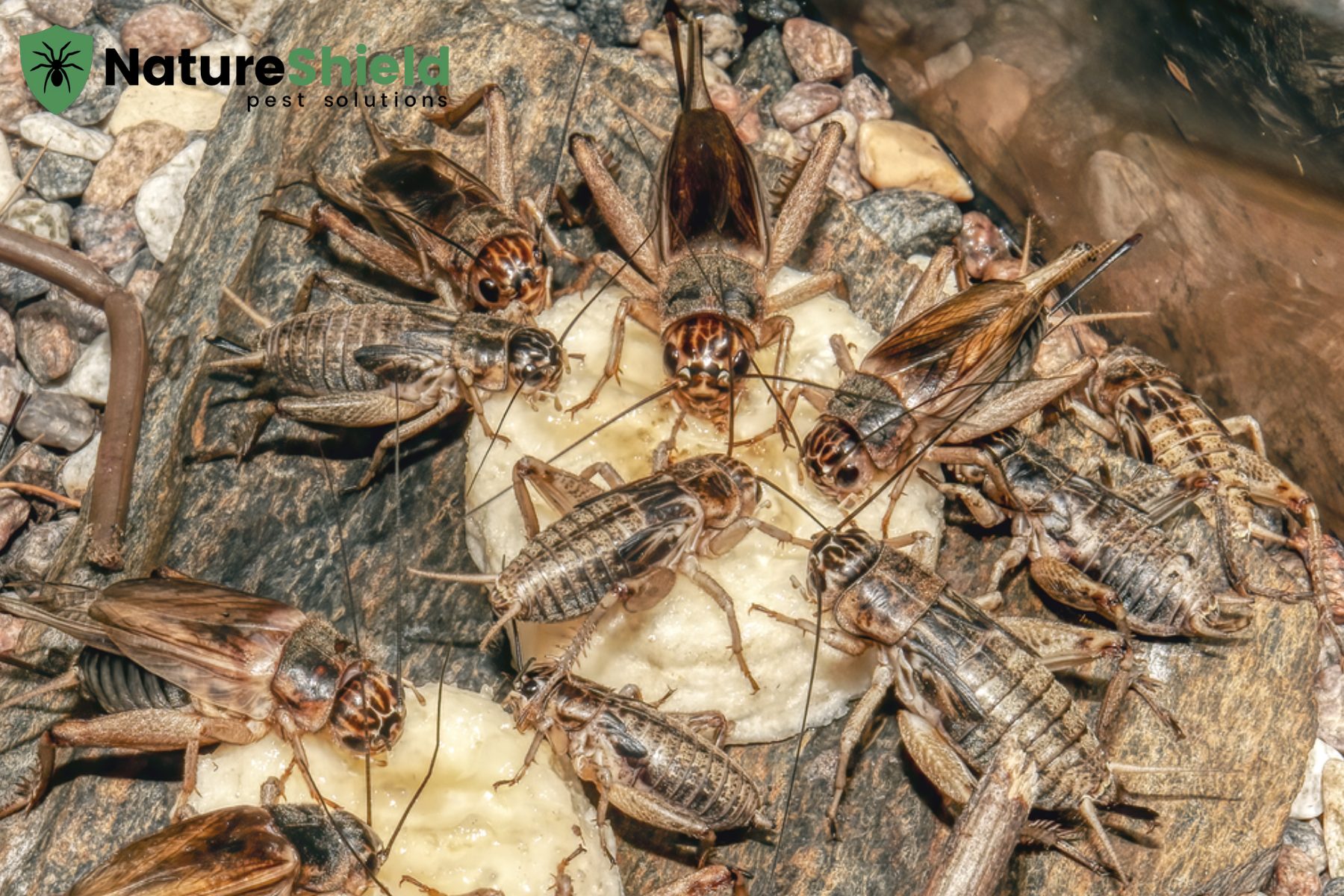 Are Camel Crickets Bad to Have in the House?