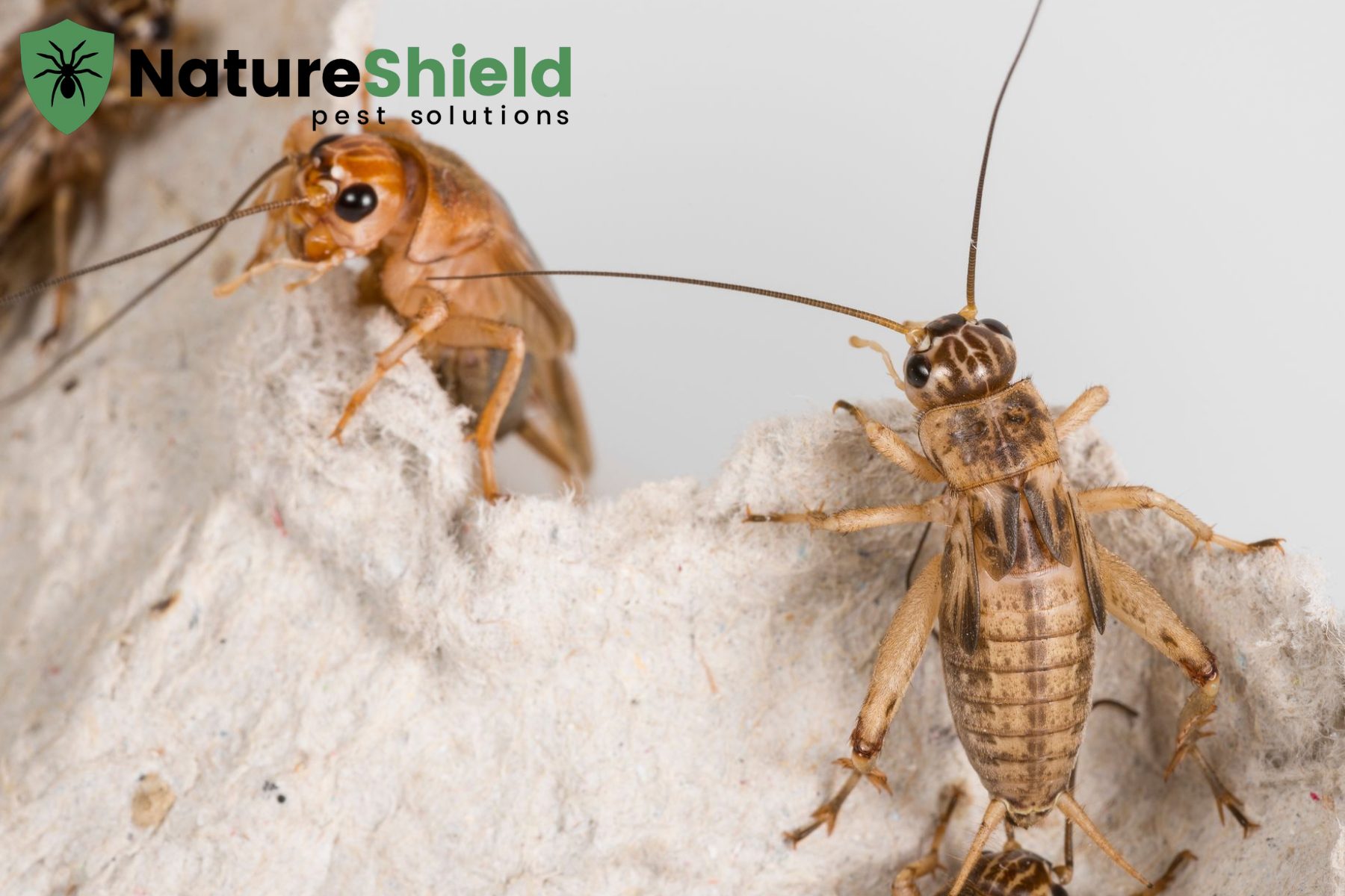 Crickets’ Diet Secrets: 10 Surprising Foods They Eat