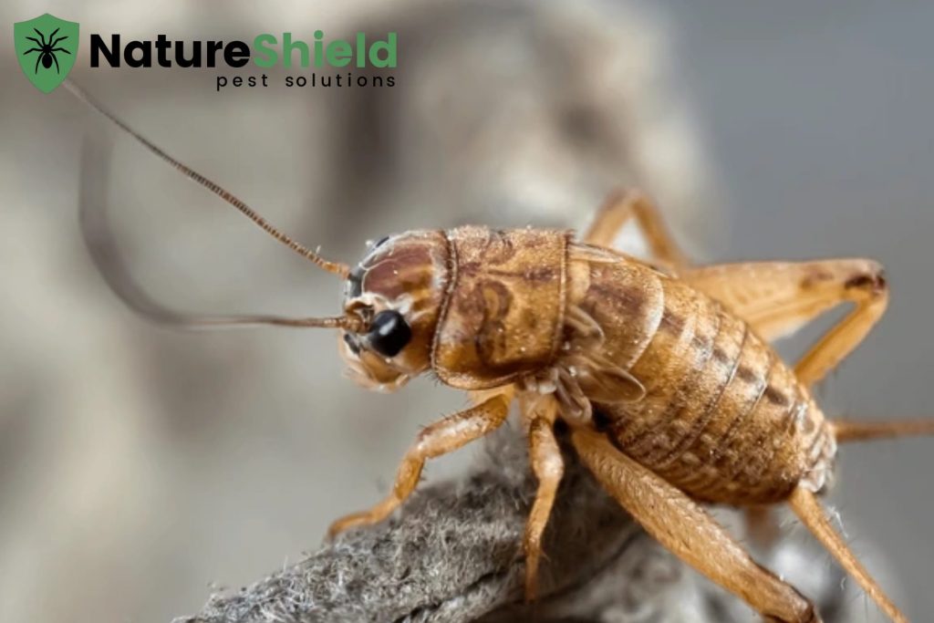 Crickets’ Diet Secrets: 10 Surprising Foods They Eat