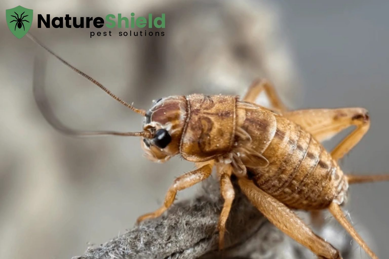 Crickets’ Diet Secrets: 10 Surprising Foods They Eat