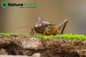 Crickets in Flight: Insights on Lifecycle & Habitat