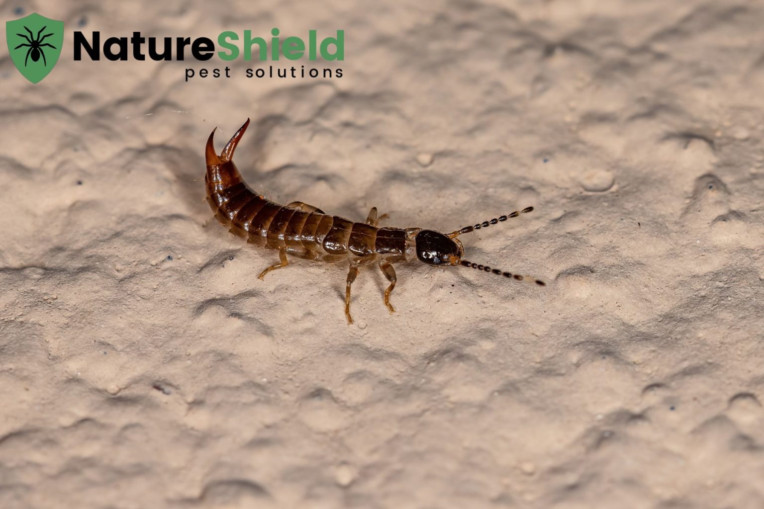 What Do Earwigs Eat & How to Protect Your Garden