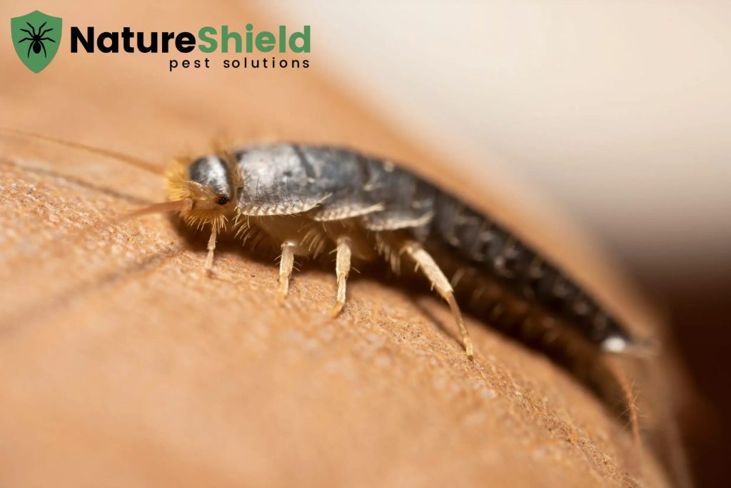 Silverfish Eggs: Identification & Removal Tips