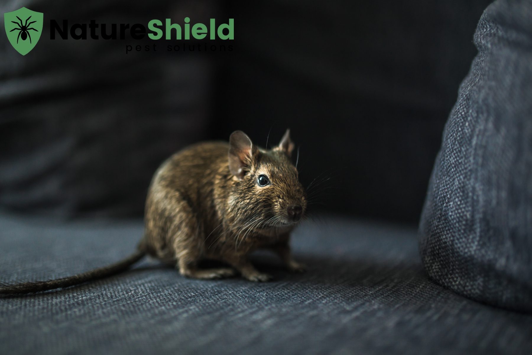 How To Identify A Mouse Nest: Expert Rodent Solution