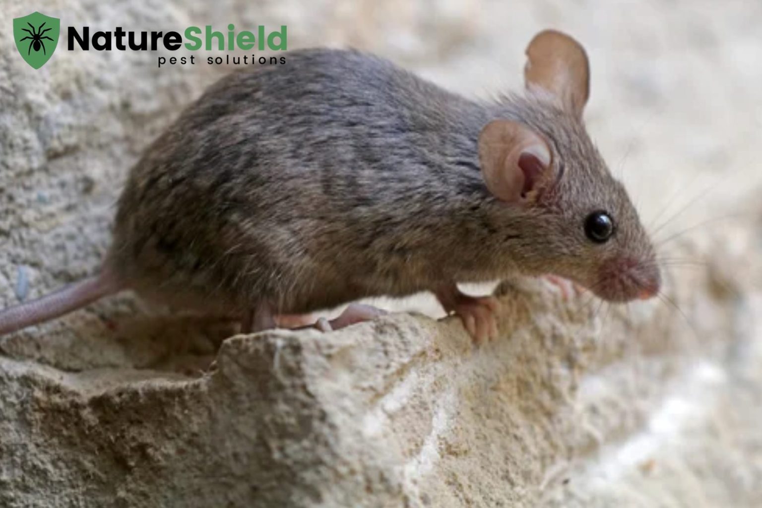 How Mice Squeeze Through Cracks Smaller Than a Dime